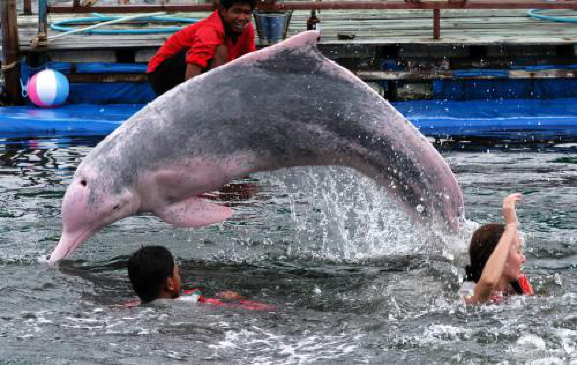 Thailand breaches rules on wild dolphins in captivity
