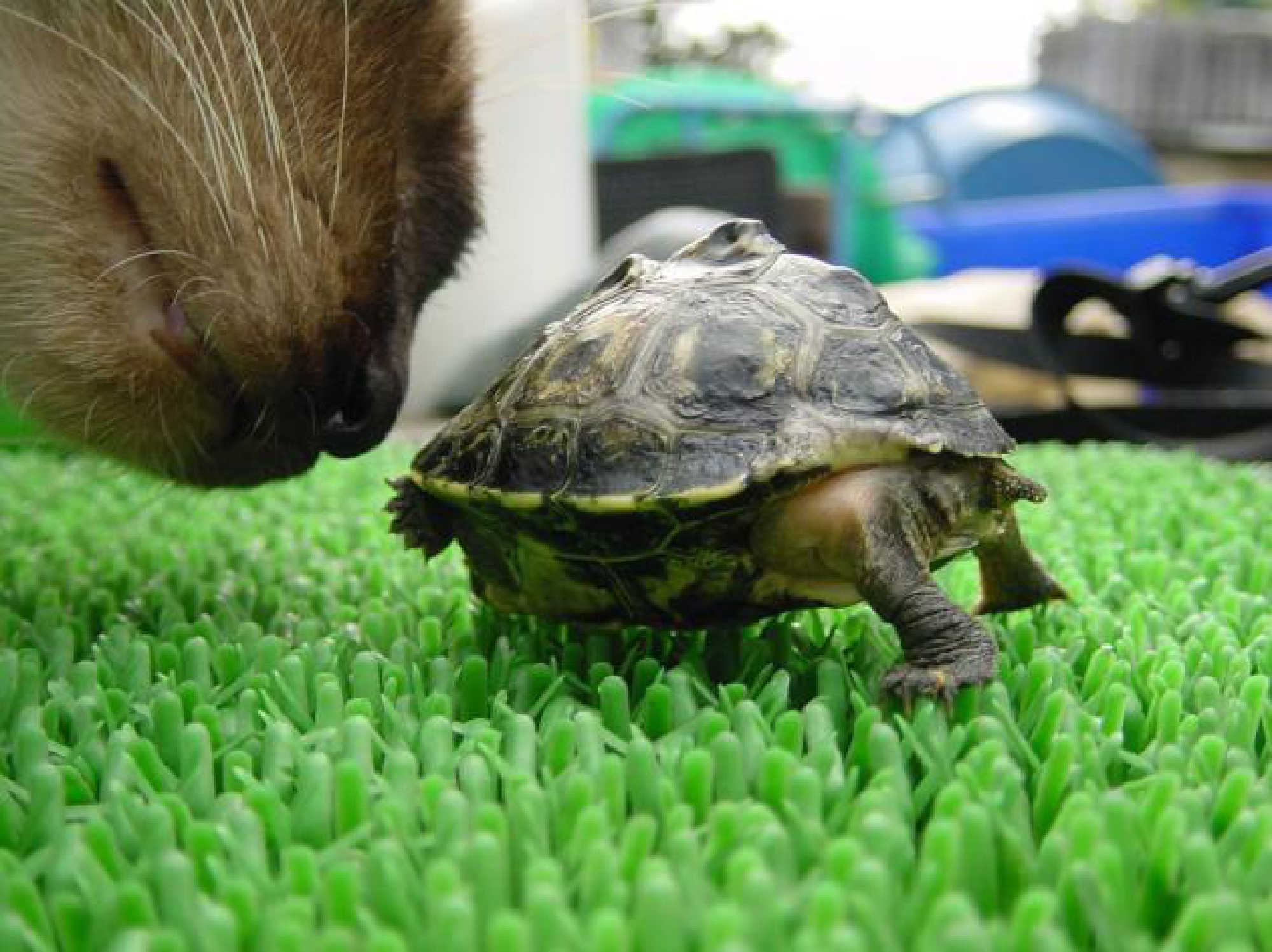 A one-eyed turtle with lots of eyes