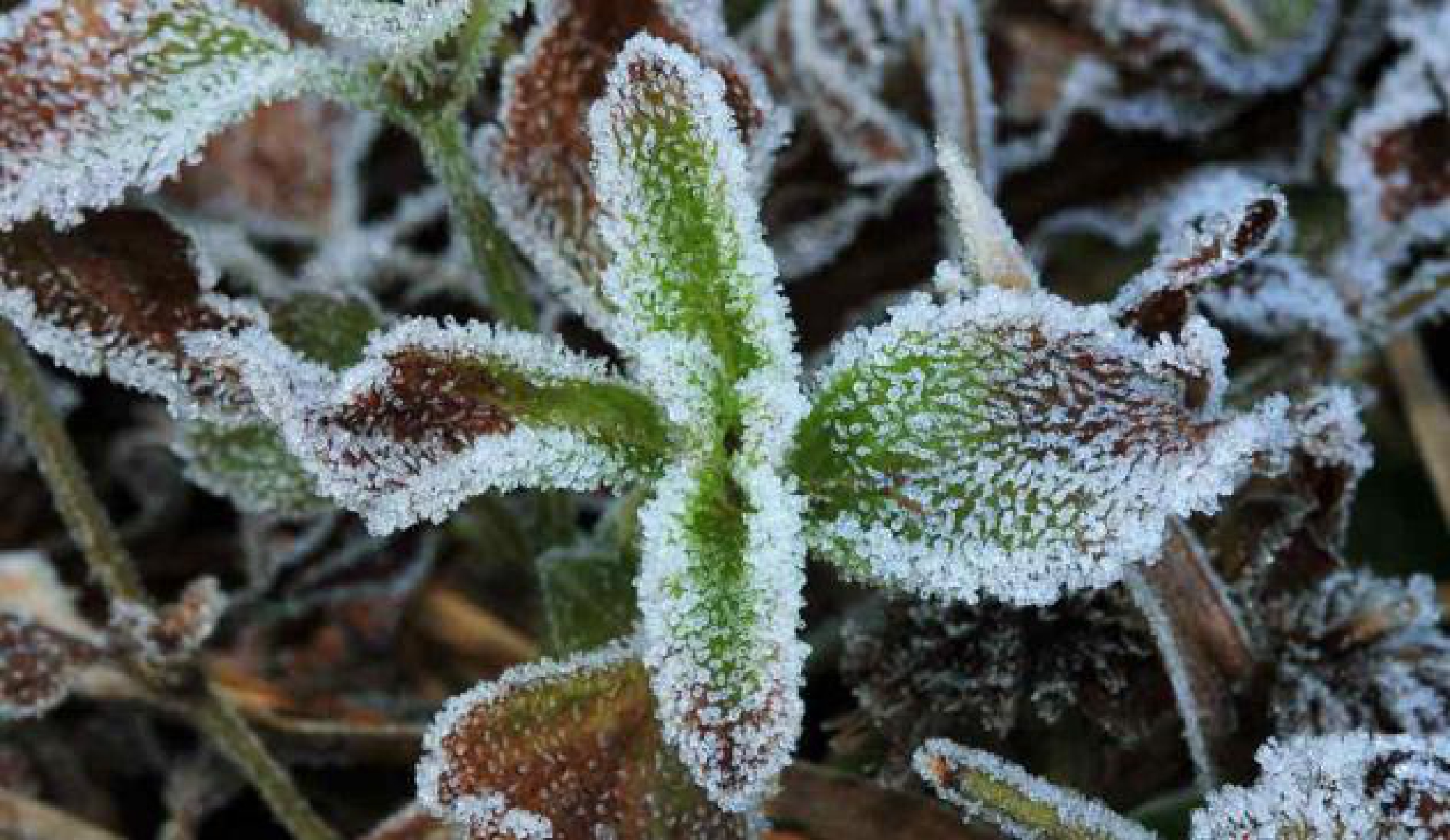 Five provinces declared cold spell disaster zones