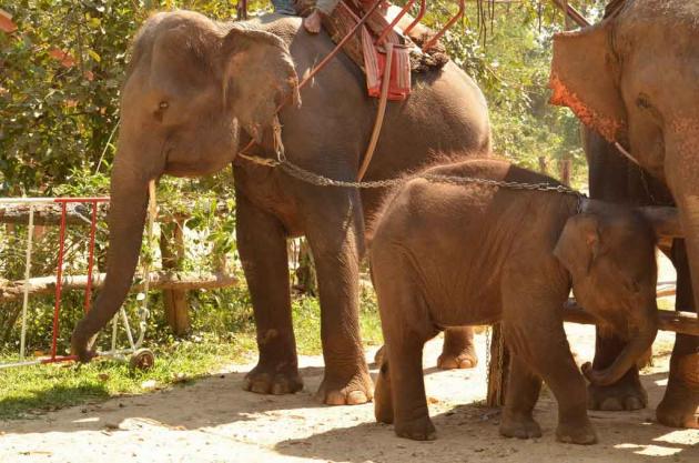 DNA database to form to protect elephants