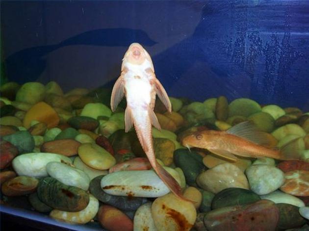 Time's up for sucker fish