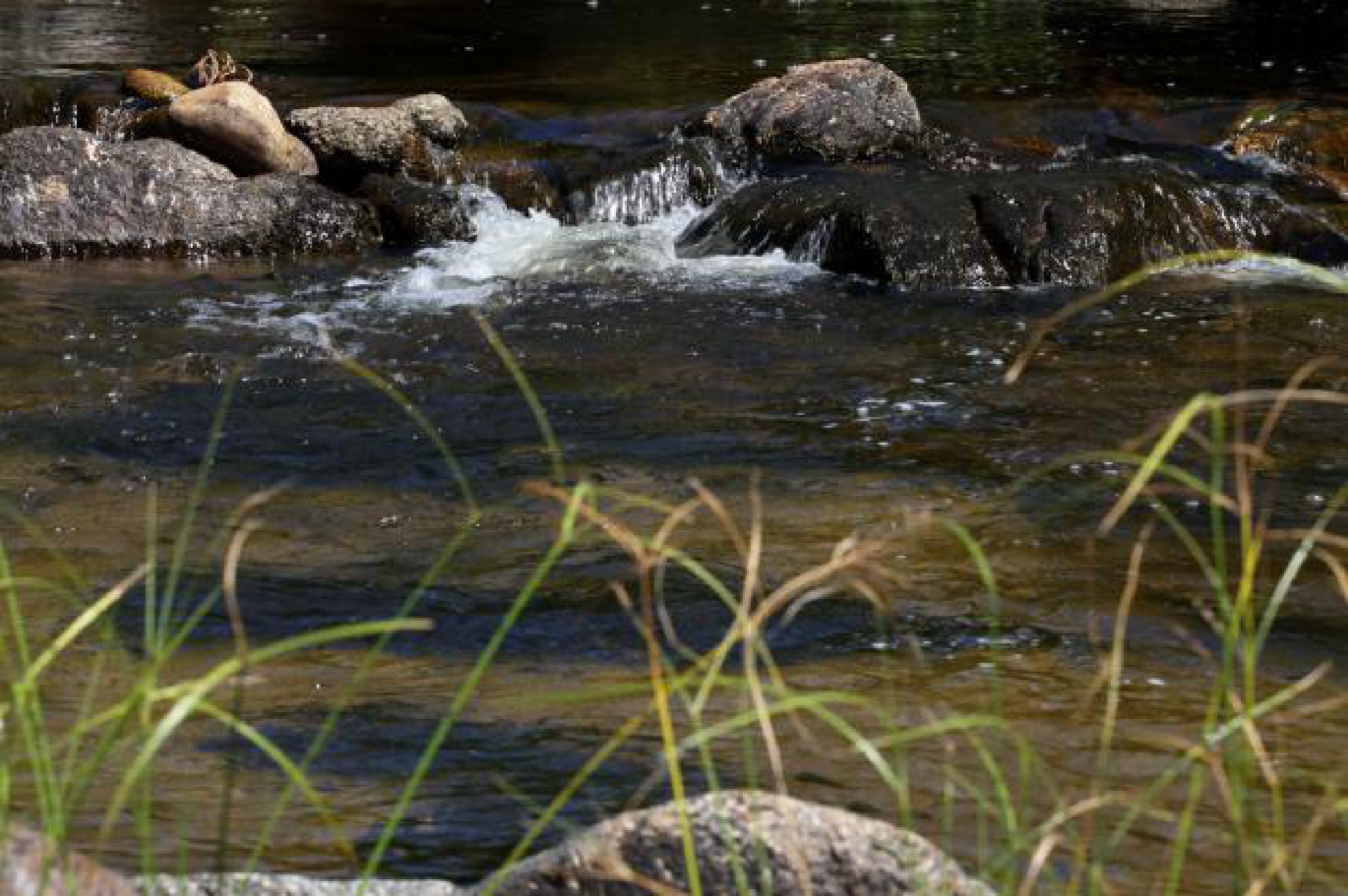 'Monkey cheeks' backed over dam