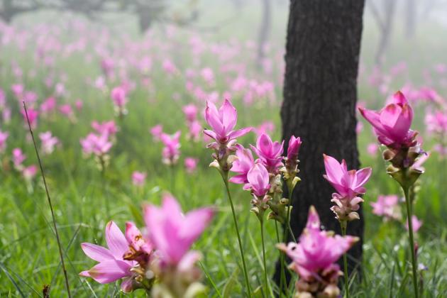 Flower power in Chaiyaphum