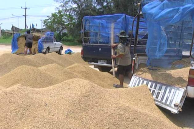 Rice pledge scheme: in search of the farmers who benefit