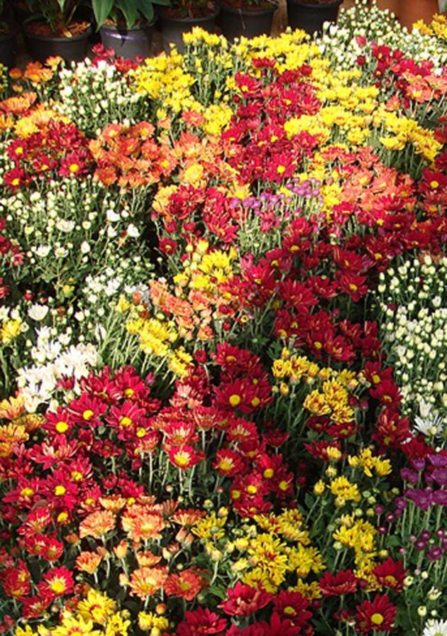 Flower power along the klong