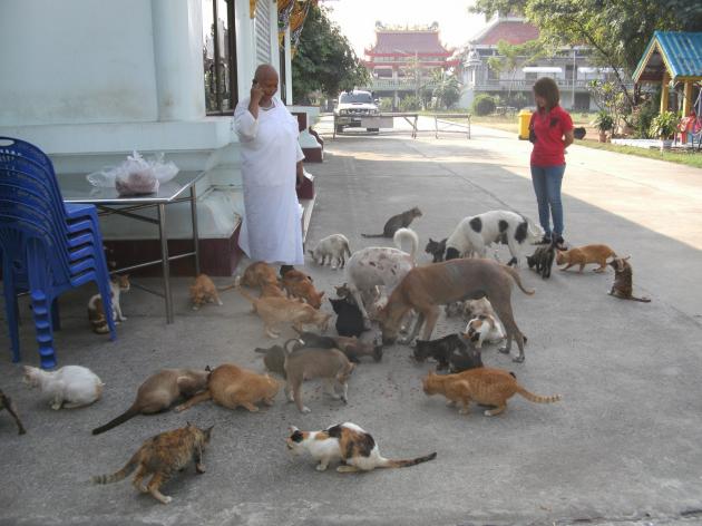 Cats in the wat died of flu