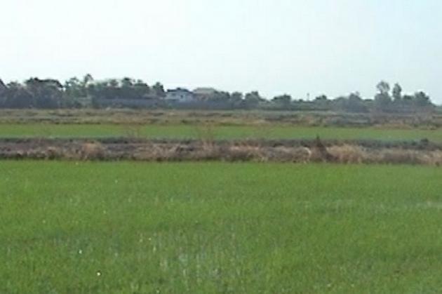 Ministry seeks to trim rice price
