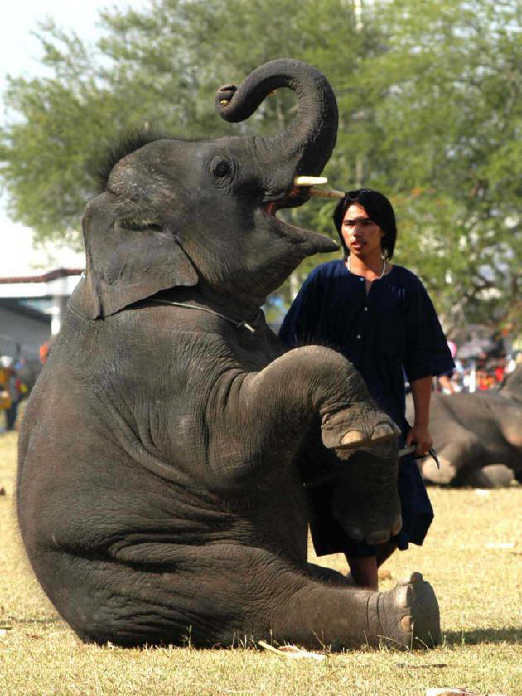 Pachyderms on parade
