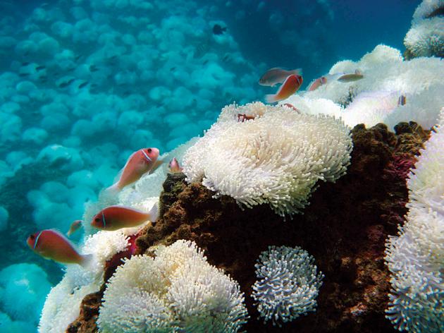 Tourists head to Myanmar islands as Thai reefs decline