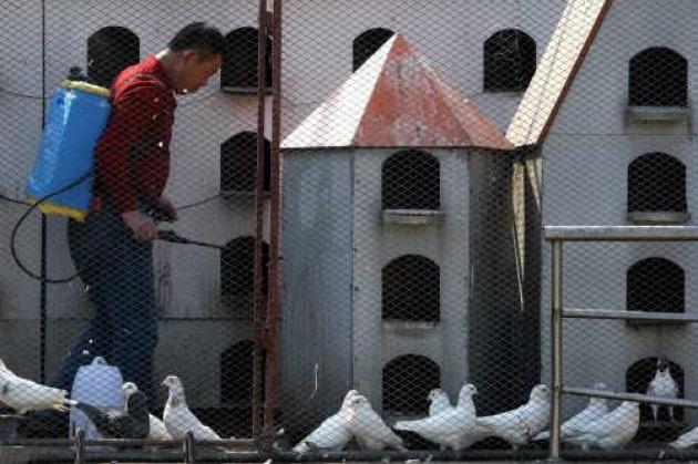 Bird flu claims ninth victim