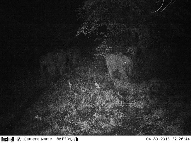 White elephant caught on camera in Phetchaburi