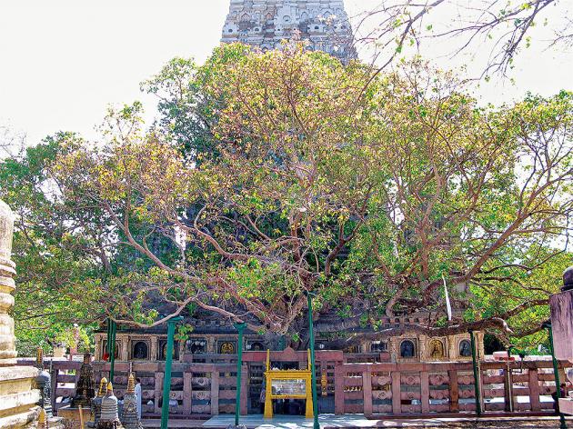 Indian PM's Bodhi Tree gift for HM the King