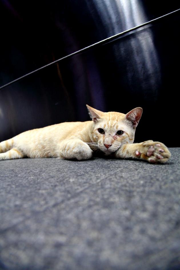 Cats Make You Crazy