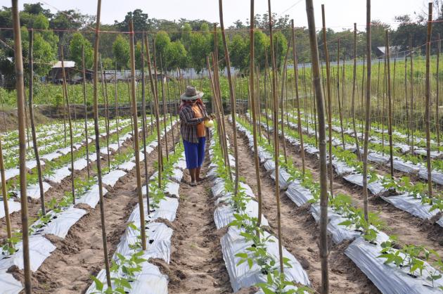 Drought-resistant crops
