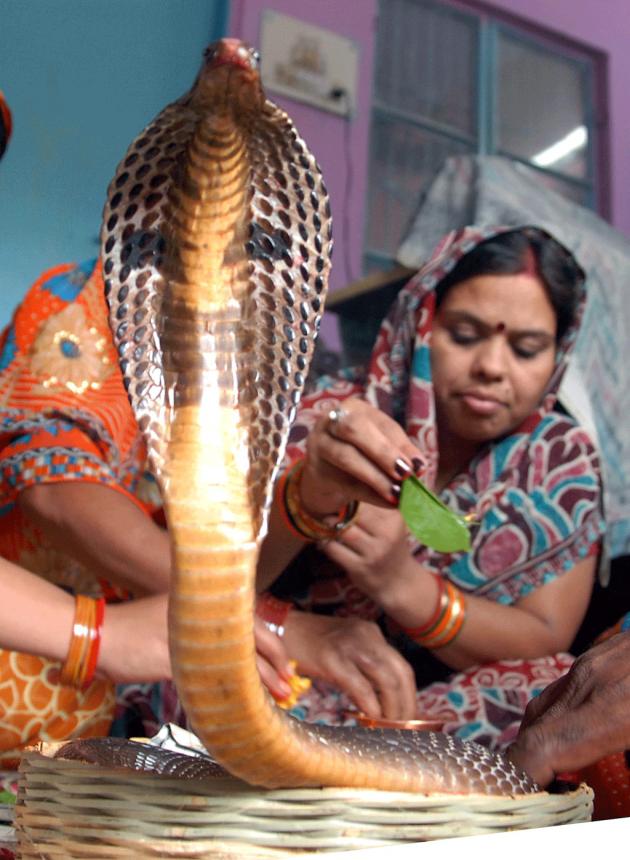 Snakes or guns: Choose your poison