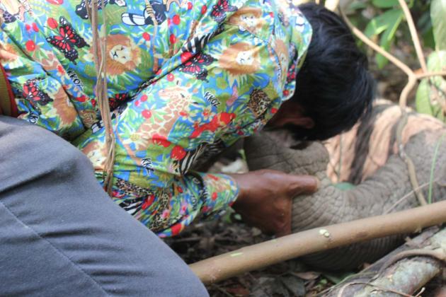 Six people and an elephant killed in accidents