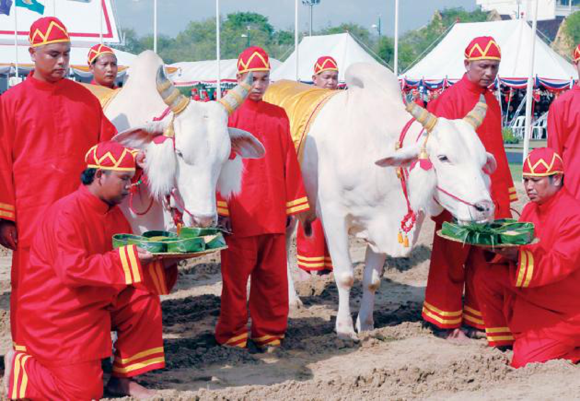 Sacred oxen 'predict' year of plenty