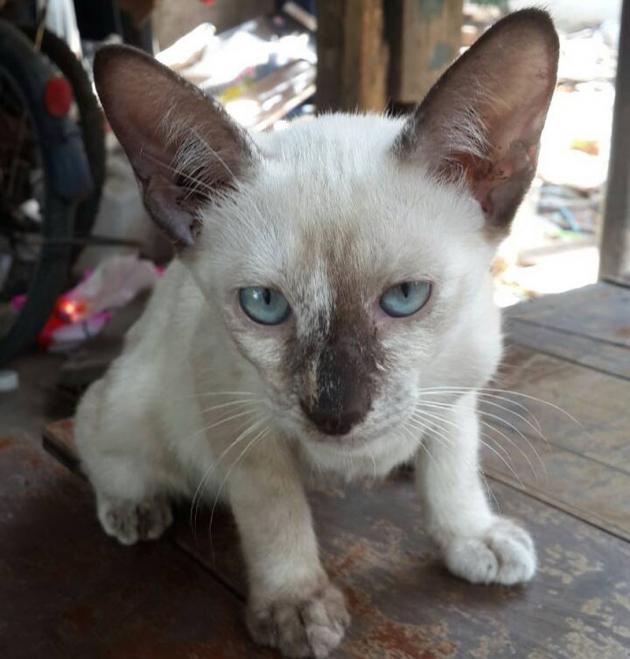 Don't mess with an eight-legged mamma