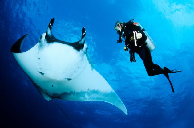 A salute to the deep