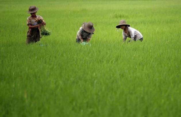Rising rice yields seen as golden opportunity