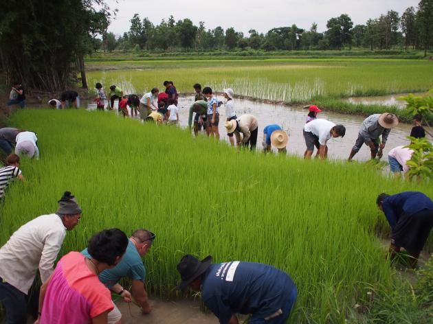 Rice for a better life