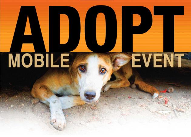Soi Dog Foundation Mobile Adoption second monthly event to be held at ...