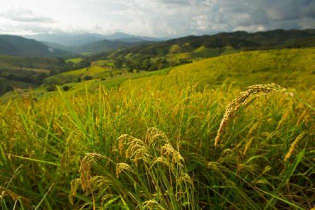 Kingdom regaining rice crown