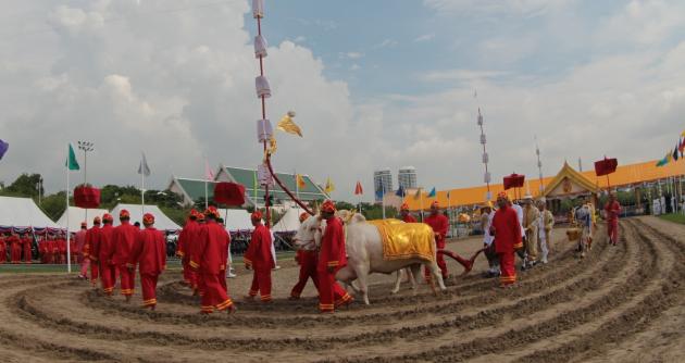 Sacred oxen predict a good harvest this year
