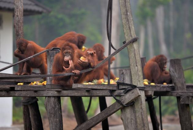 Sick, hungry orangutans fall victim to Indonesia fires crisis