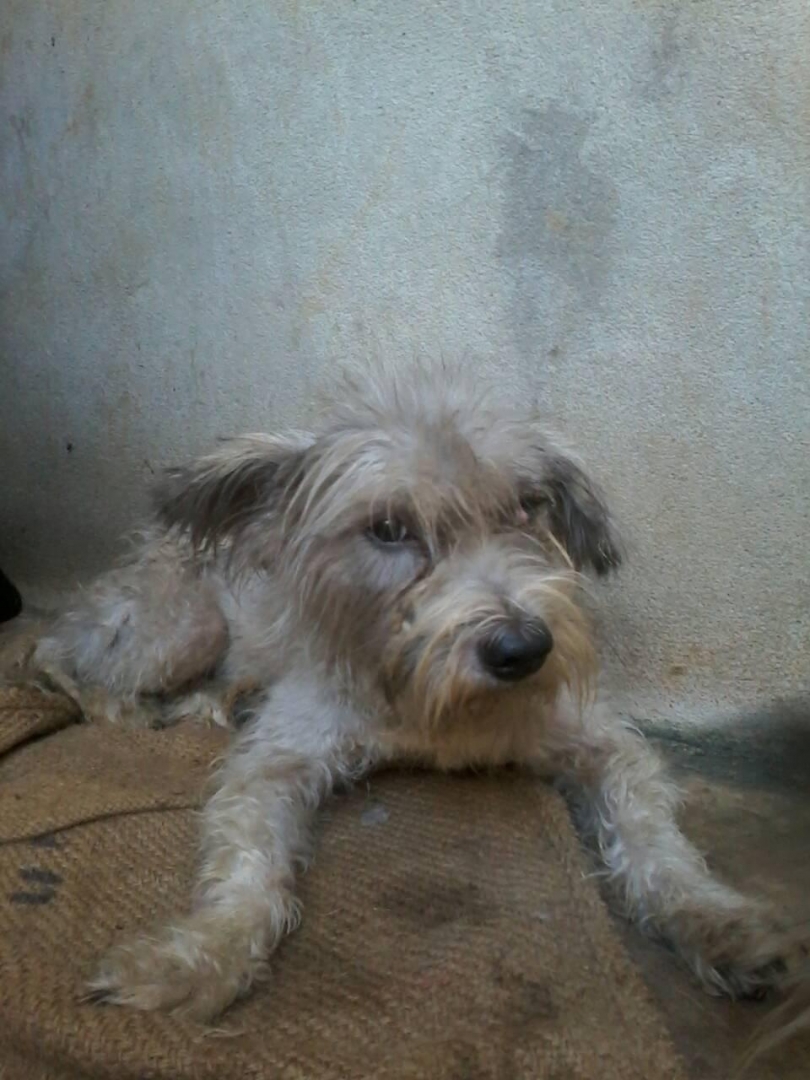 Animals don't lie, unlike some humans