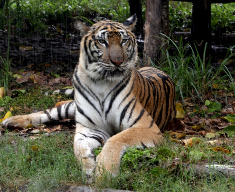 Jump in tiger population offers hope for protection