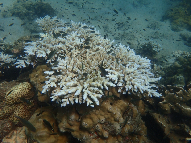 Move to protect coral zones after 33 spots with bleaching found