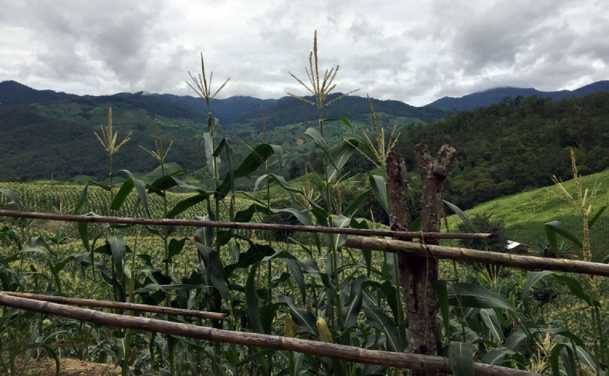 Karen farming methods ‘good for the climate’
