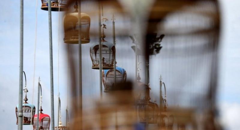 Yala prepares to host the 32nd annual dove-cooing contest