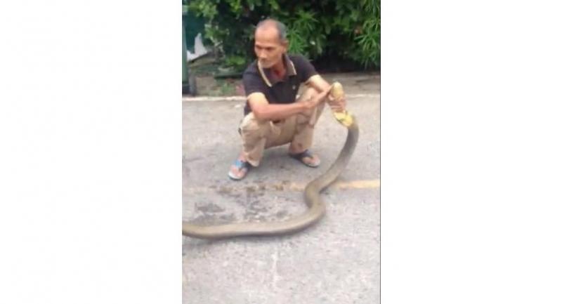 Phuket 'snake master' captures king cobra in minutes