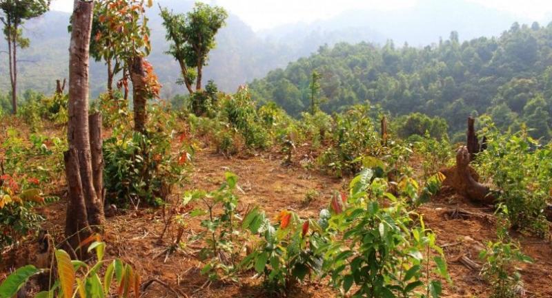 Karen farming tradition at risk
