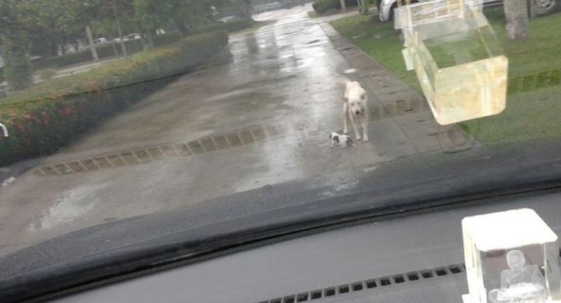 FB post of caring mother dog in Yala goes viral