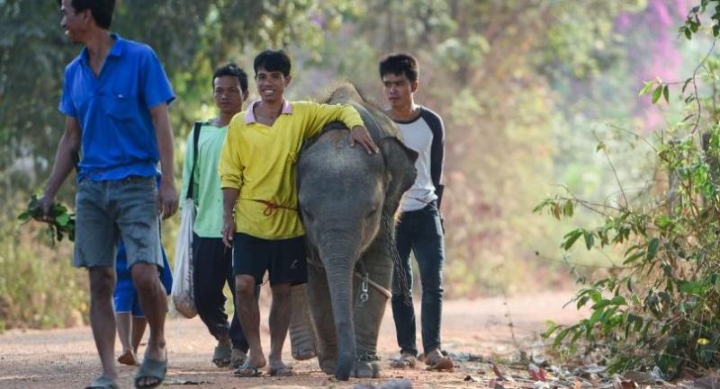 Experts call for legal approach to protection of elephants