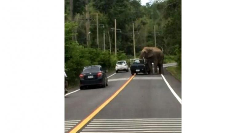 Safety worries as wild elephants steal from trucks