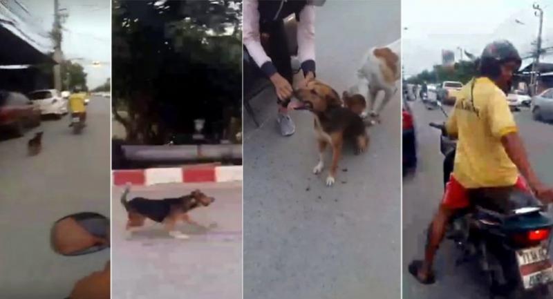 Man arrested for dragging dog behind speeding bike