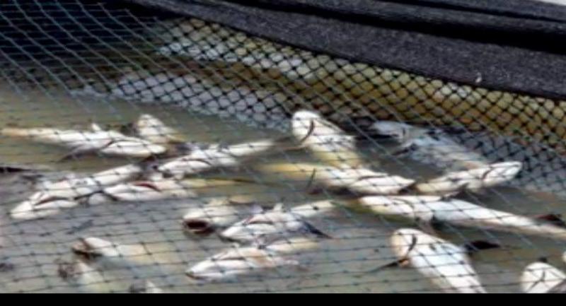 Freshwater floods killing off farmed fish in Trang