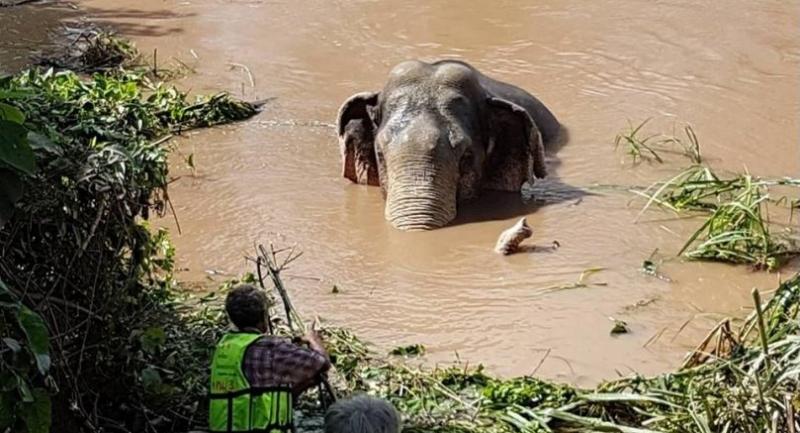 Villagers strive to rescue stranded young elephant from muddy canal