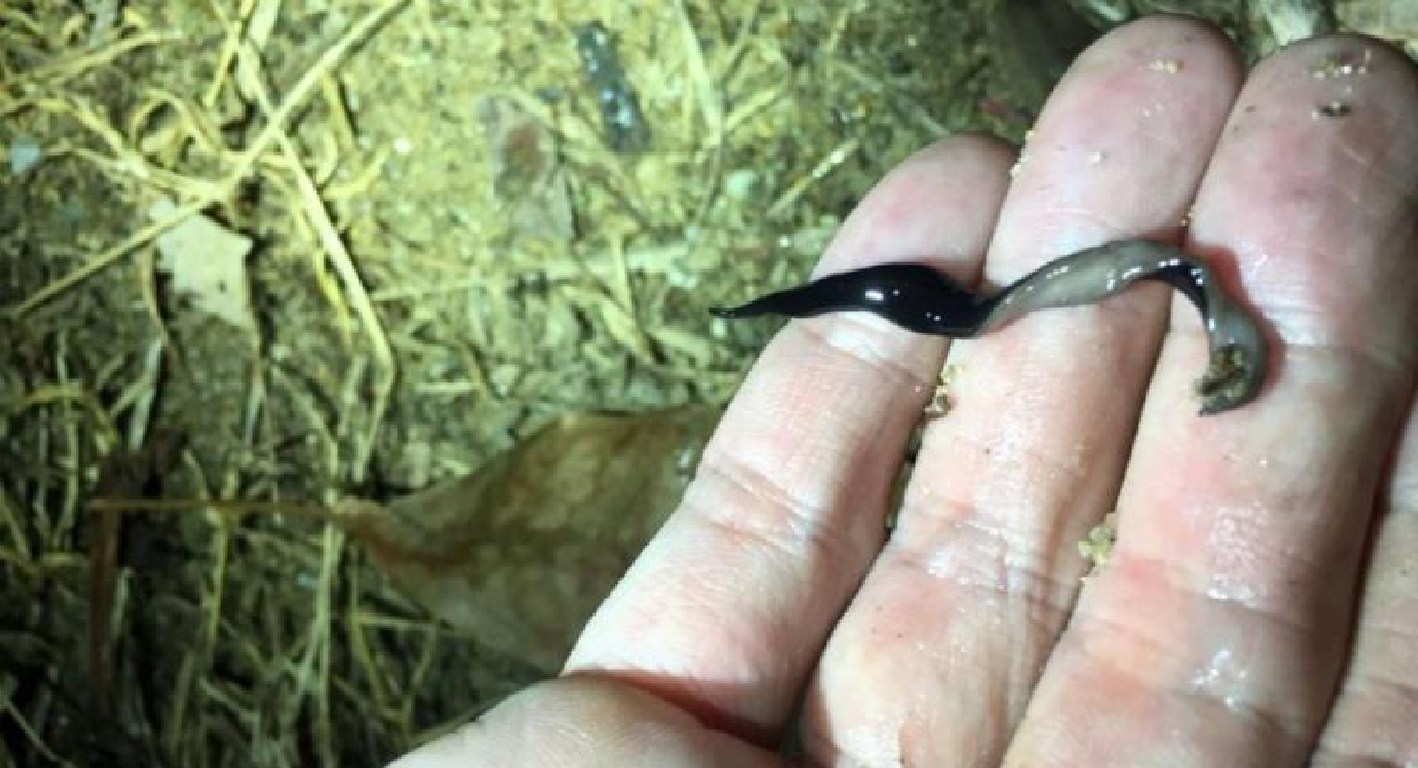 Alarm sounded over New Guinea flatworm invasion – seven years after ...