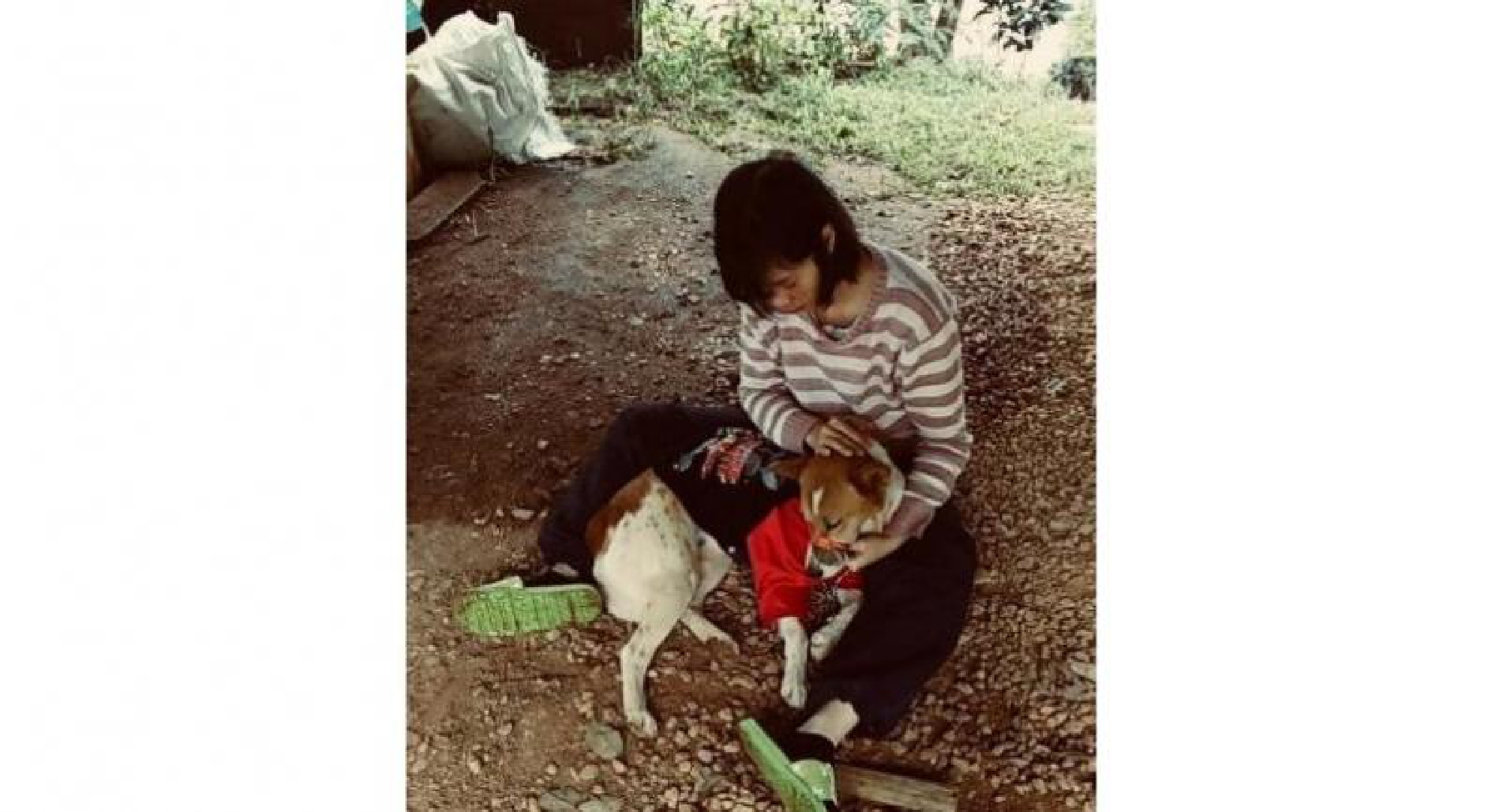 Are Culling Puppies Legal