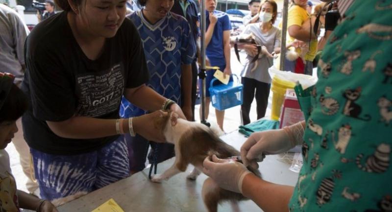 Ministry reassures public that rabies situation ‘under control’ – as ...