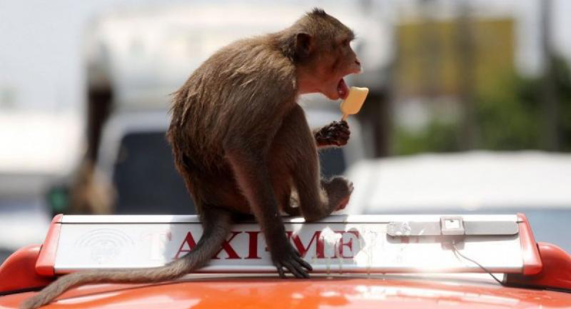 Monkeys use tools to crack nuts, shuck oysters
