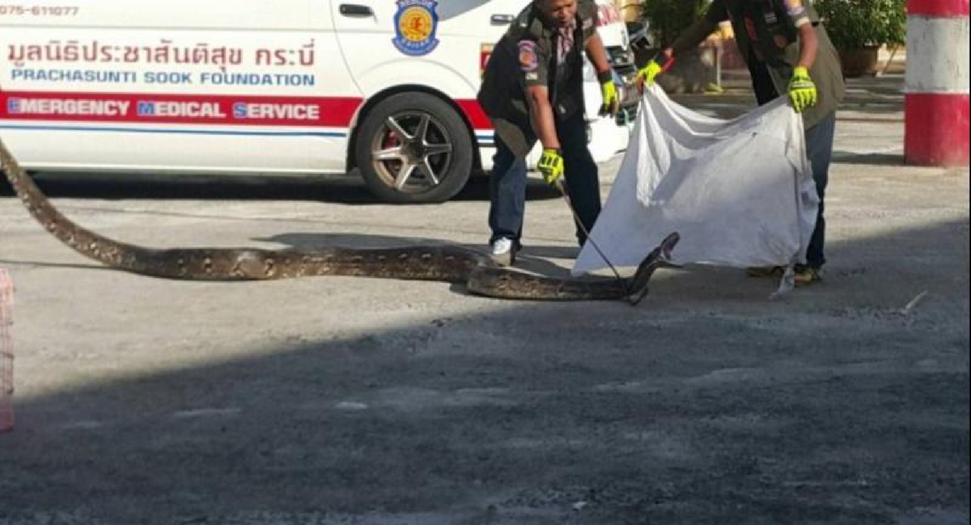 6-metre-long python released in Krabi forest