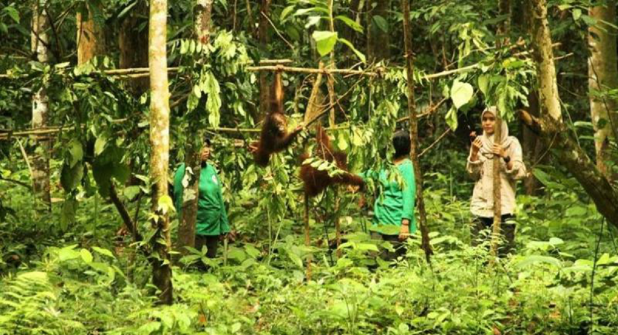 Orphaned orangutans get second chance at life in E. Kalimantan forest ...