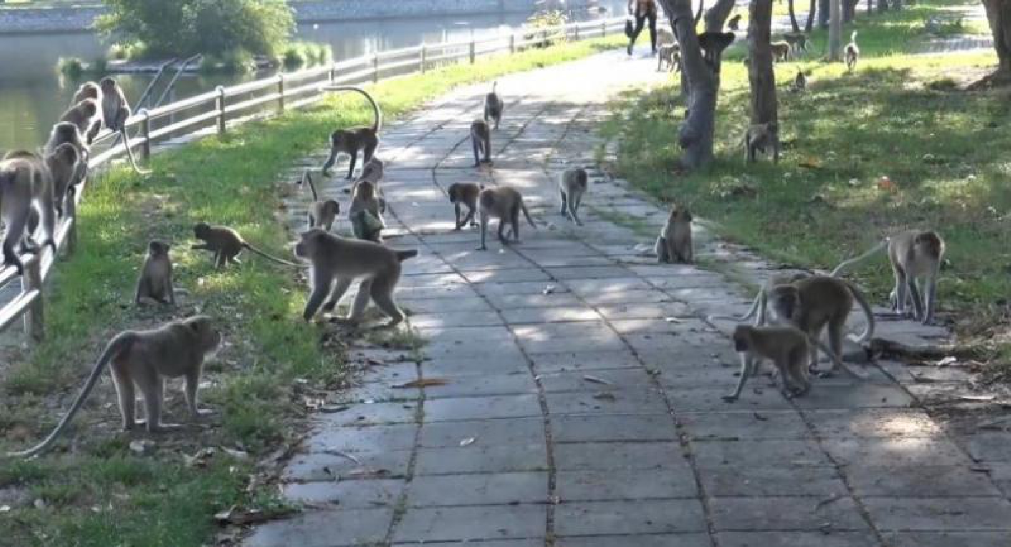 Songkhla Municipality ponders isolating monkeys to two islands