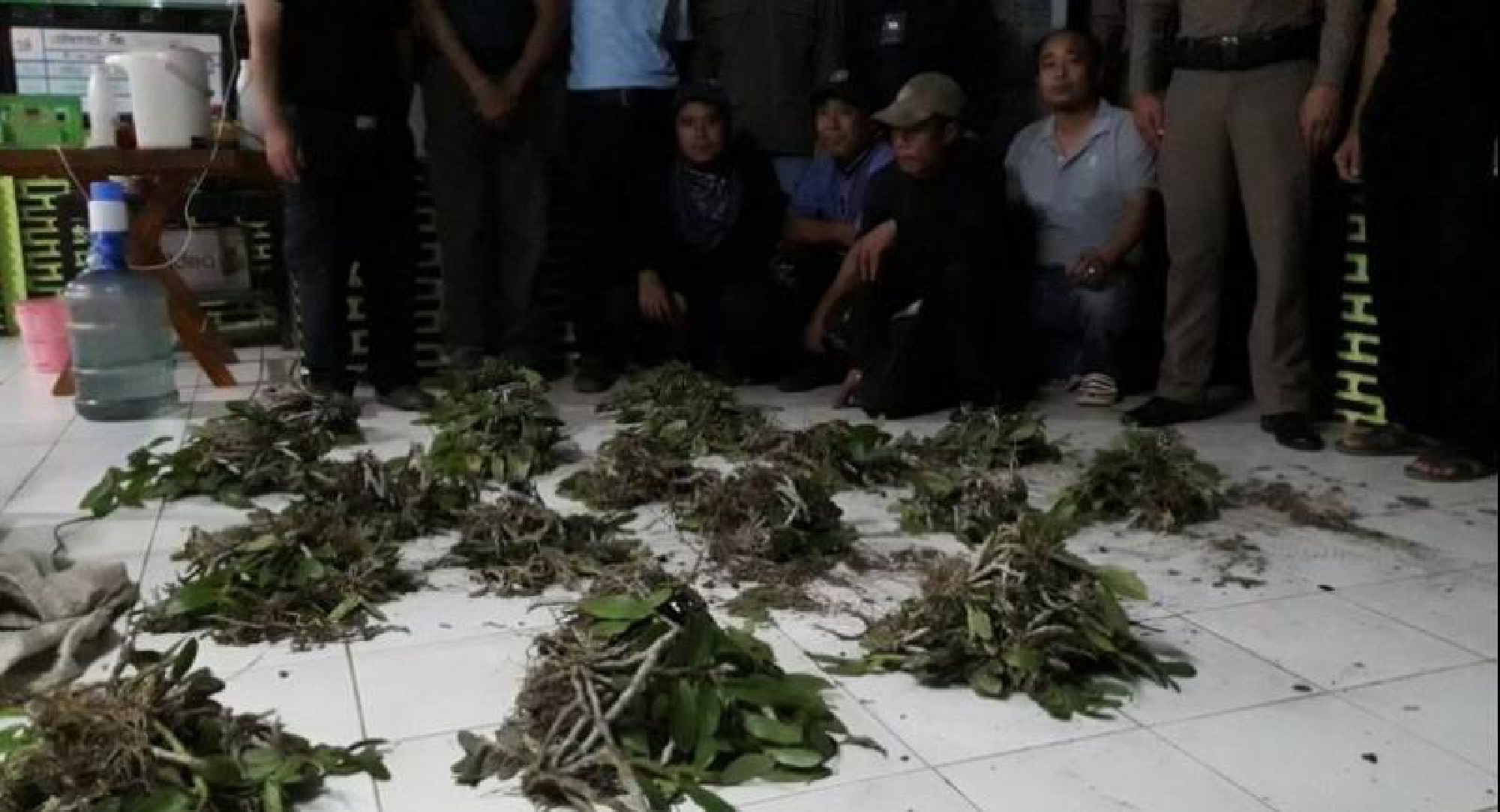 Four arrested for poaching wild orchids in Mae Hong Son